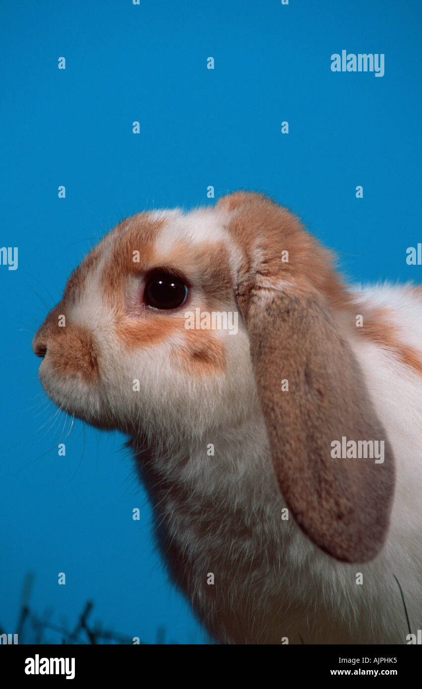 Lop eared Dwarf Rabbit side profile Stock Photo - Alamy