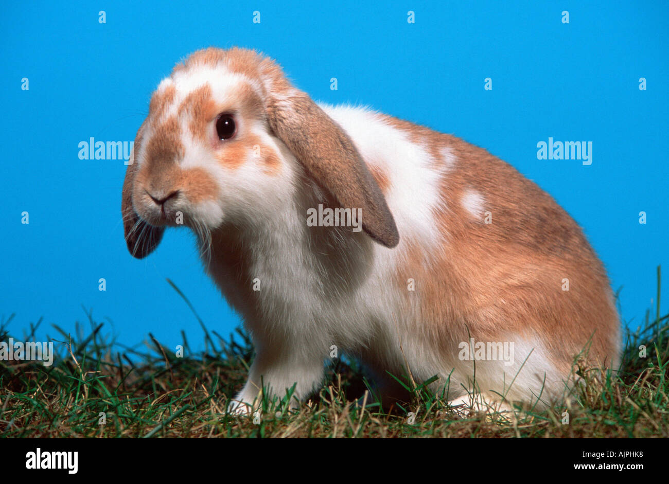 Lop eared Dwarf Rabbit Stock Photo - Alamy