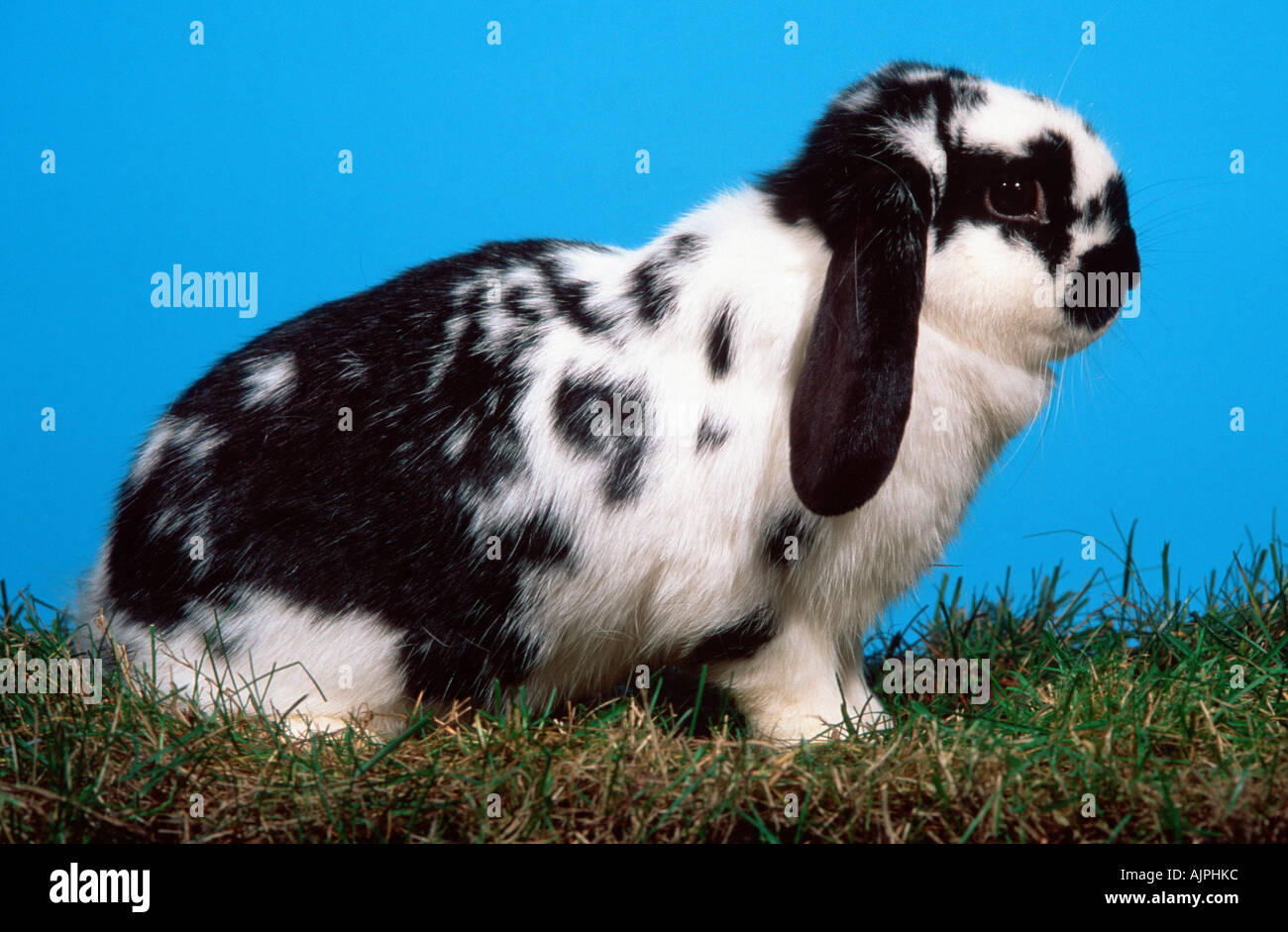 Lop eared Dwarf Rabbit Stock Photo - Alamy