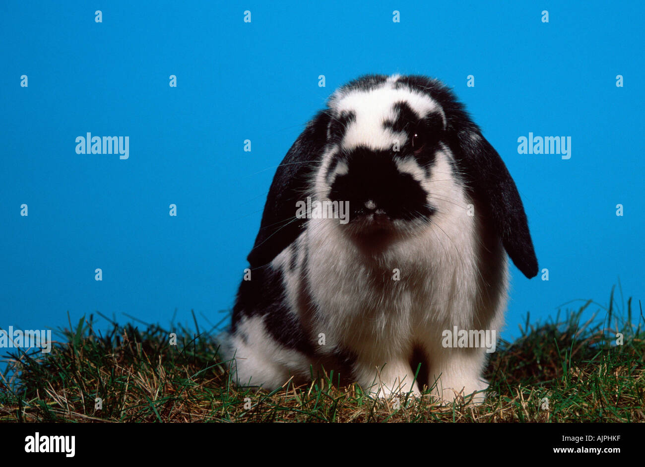 Lop eared Dwarf Rabbit Stock Photo - Alamy