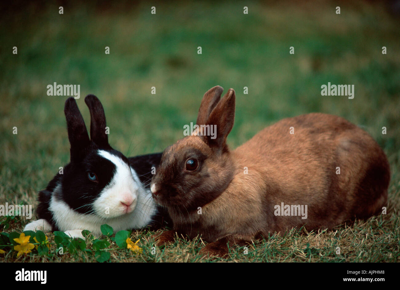 Two rabbits hi-res stock photography and images - Alamy