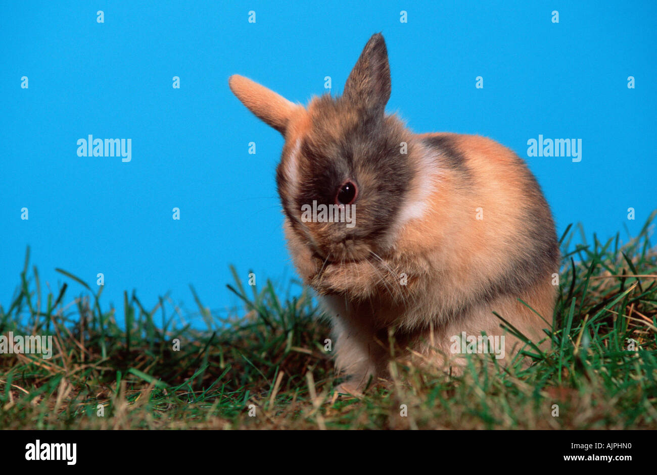 Young Dwarf Rabbit Stock Photo - Alamy