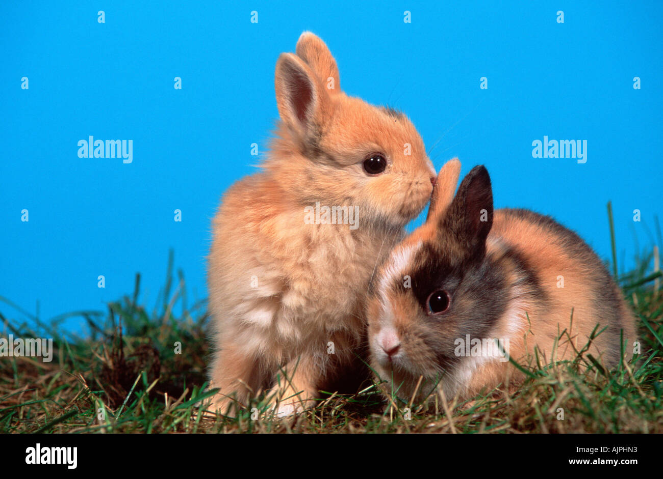 Young Dwarf Rabbits Stock Photo - Alamy