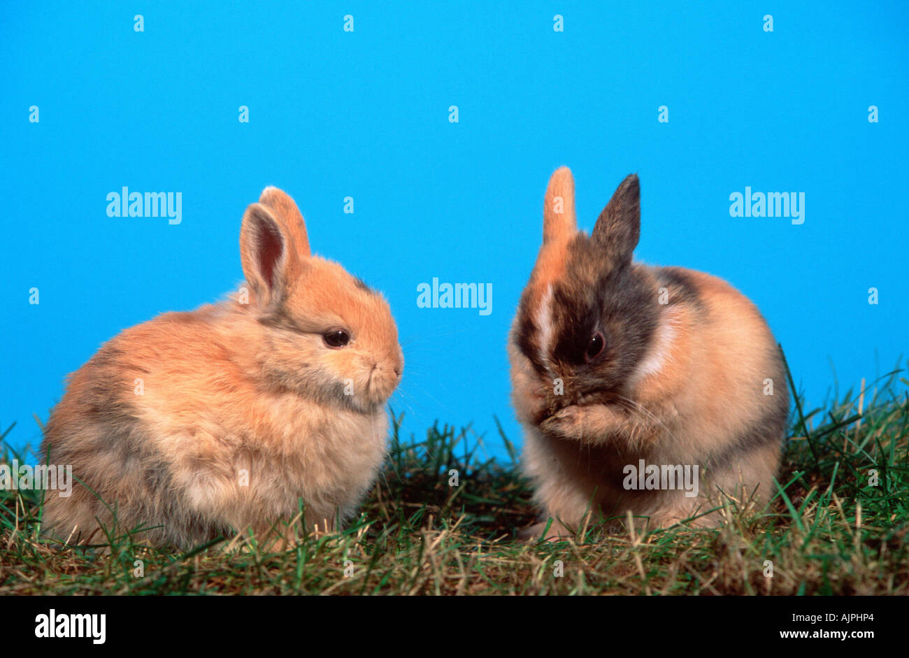 Young Dwarf Rabbits Stock Photo - Alamy