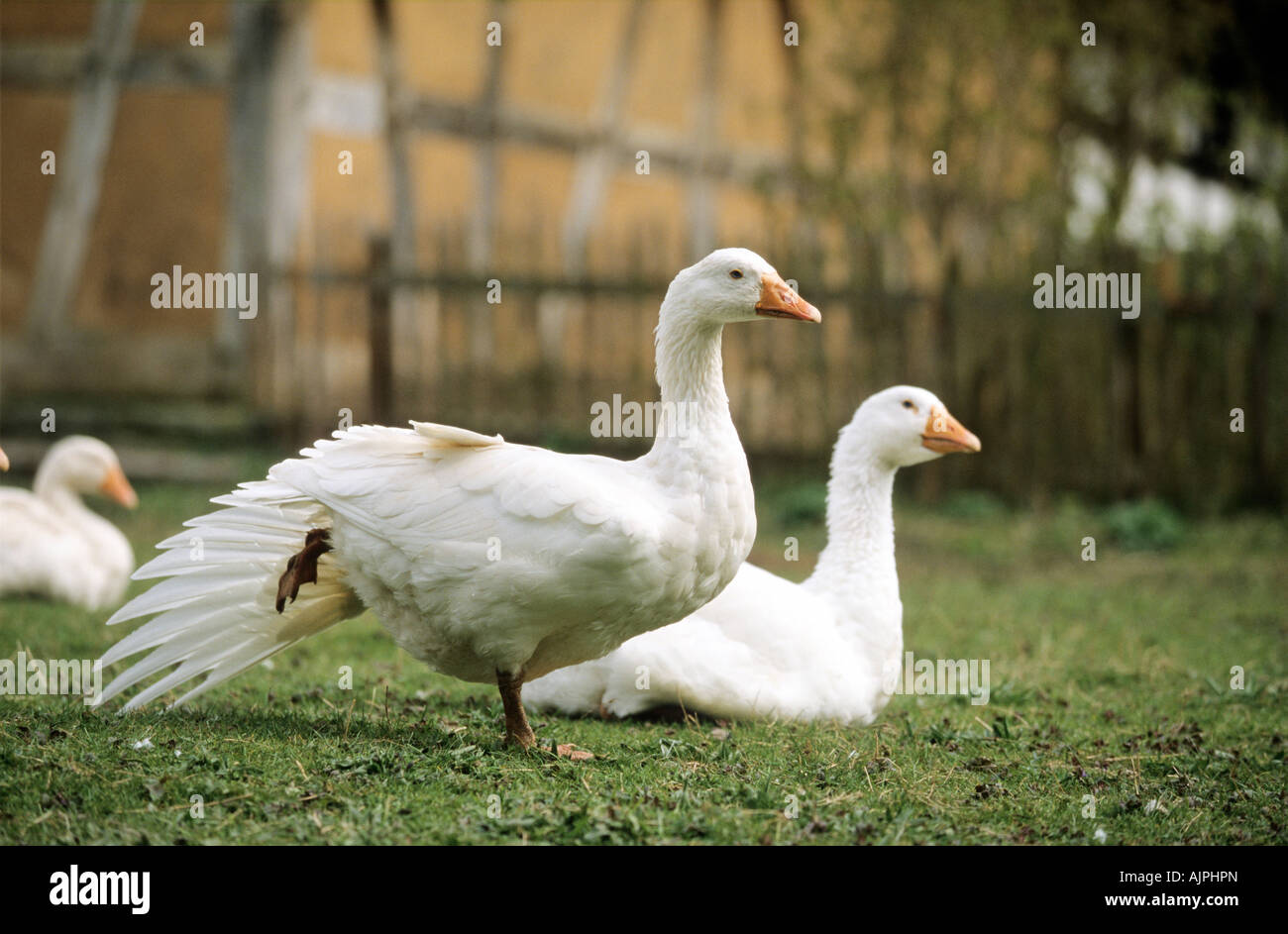 Summer geese hi-res stock photography and images - Alamy