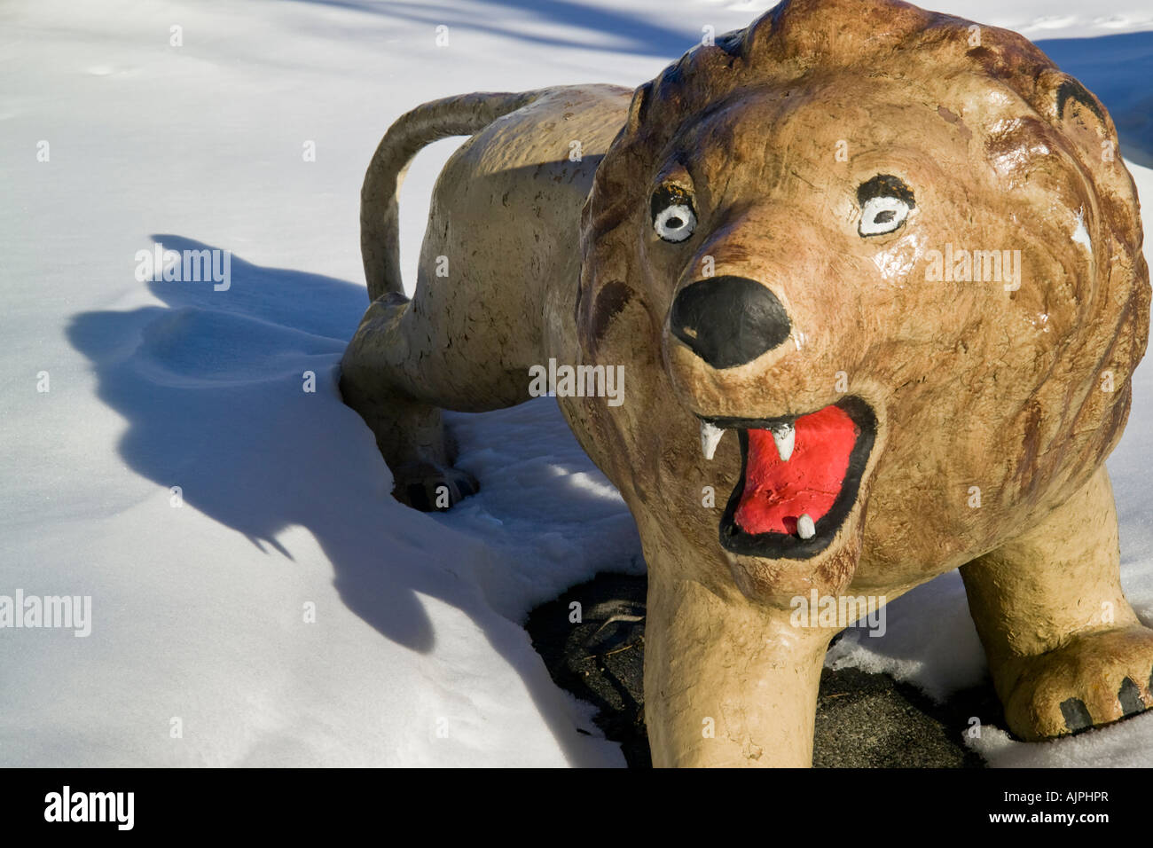 The lion in winter hi-res stock photography and images - Alamy