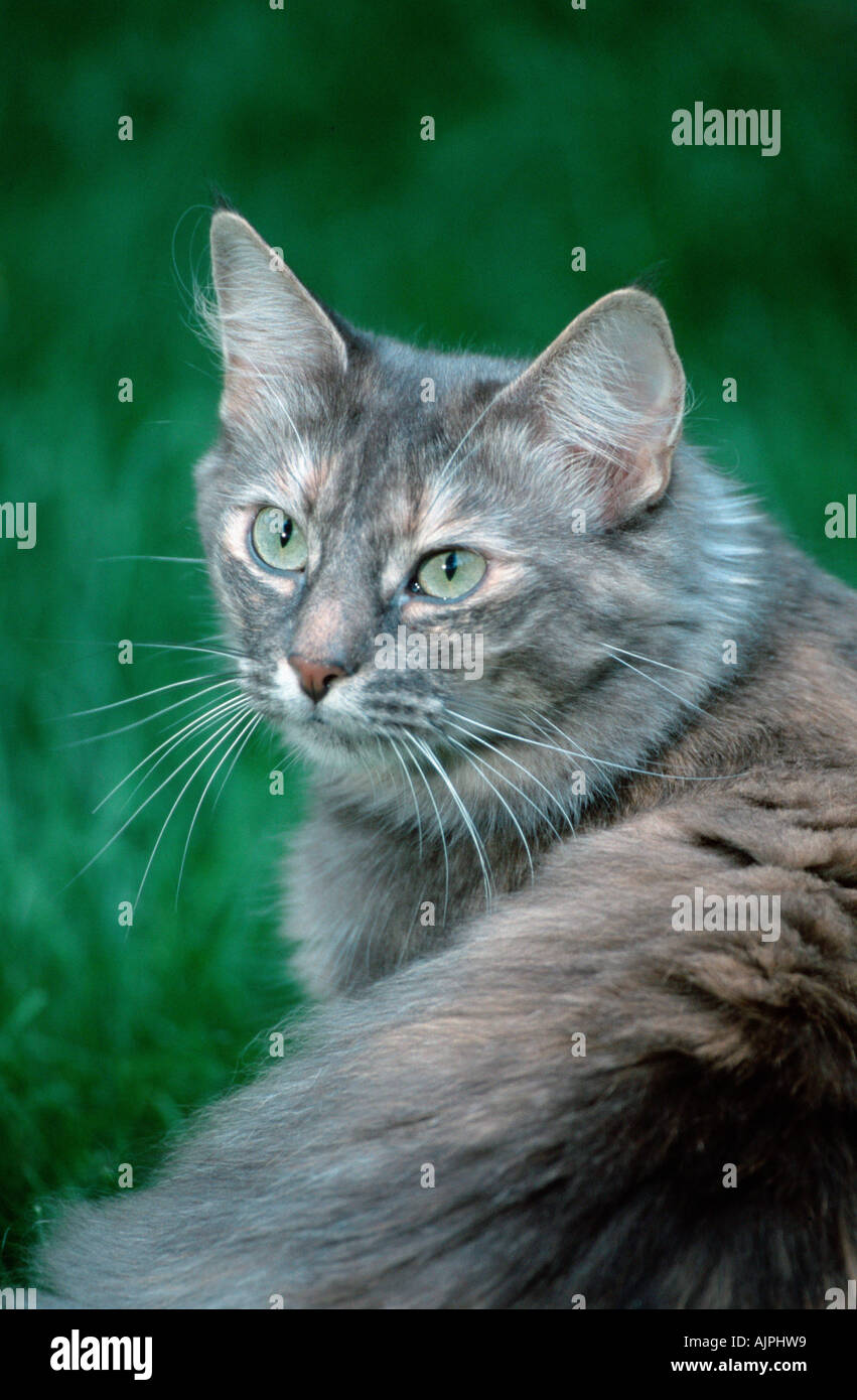 Norwegian Forest Cat blue silver torbie Stock Photo - Alamy