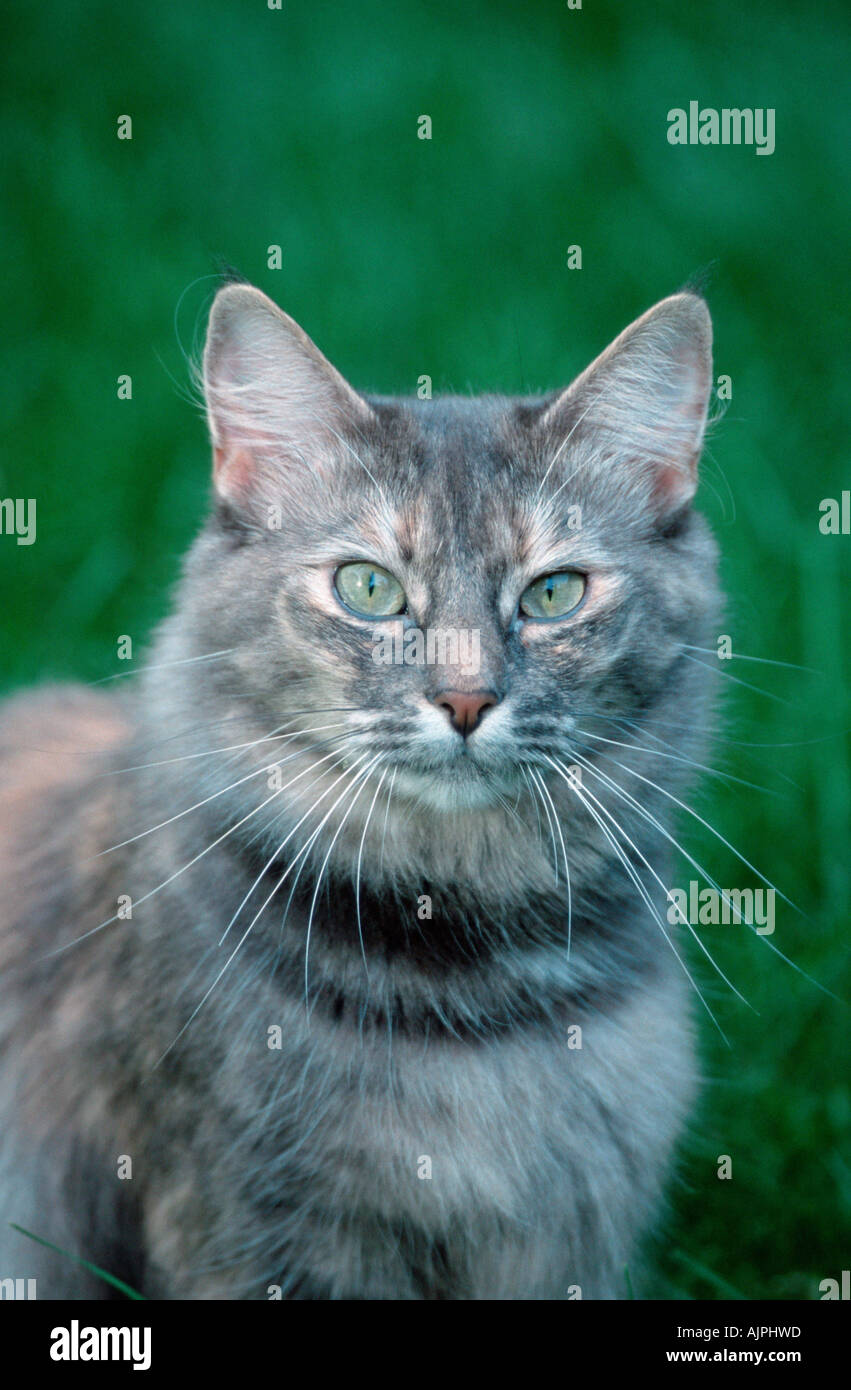 Norwegian Forest Cat blue silver torbie Stock Photo - Alamy