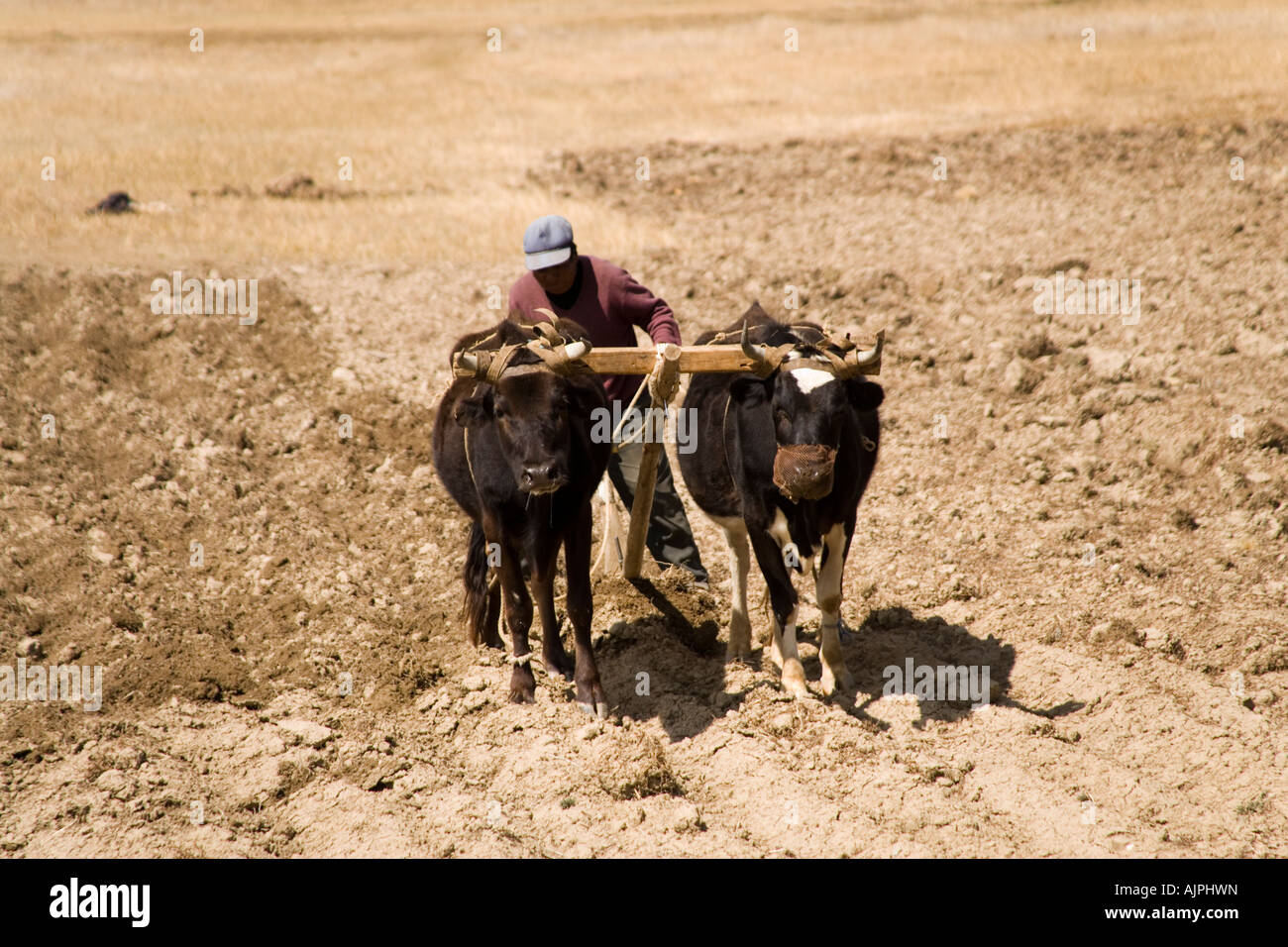 Bolivia lake titicaca potato hi-res stock photography and images - Alamy
