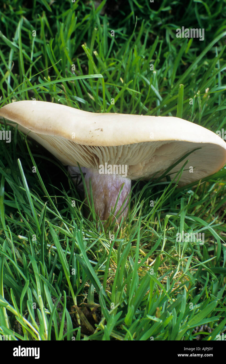 Field Blewit Blue Leg Lepista Saeva Stock Photo - Alamy