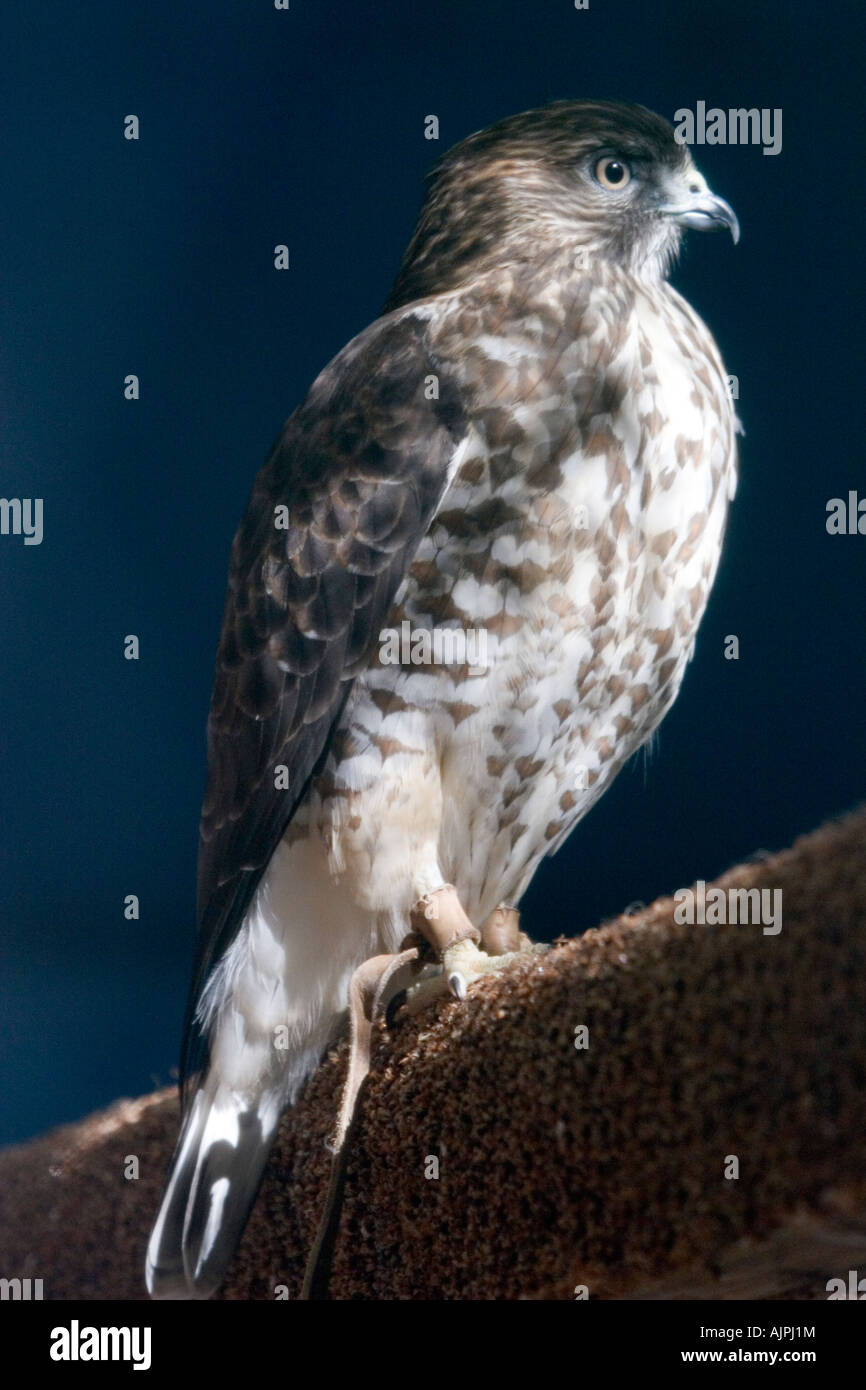 Broad winged Hawk Stock Photo - Alamy