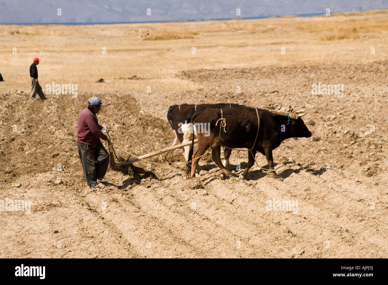Subsistence farmers planting potatoes by the Lake Titicaca, Bolivia ...