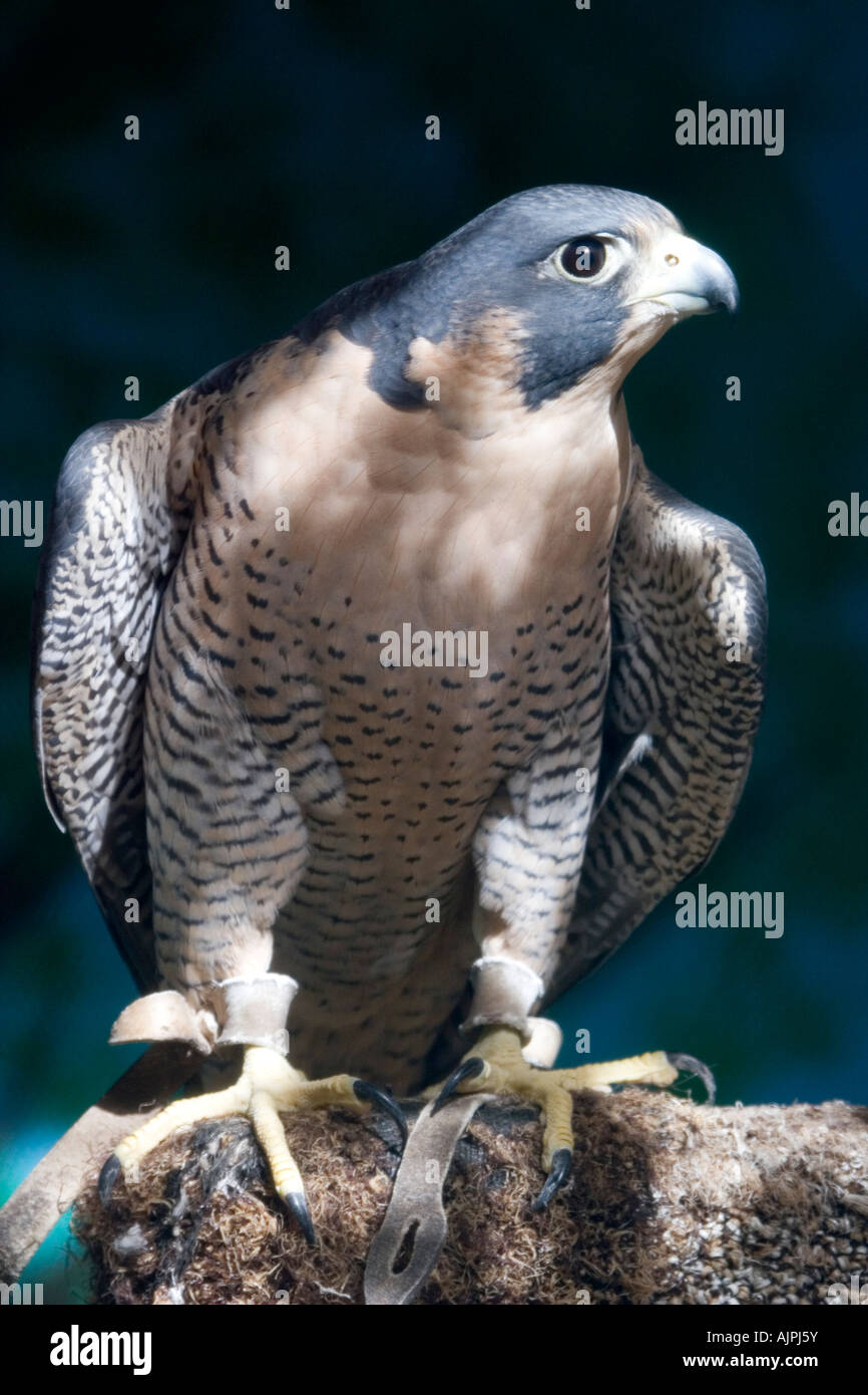 Peregrine Falcon from front Stock Photo - Alamy