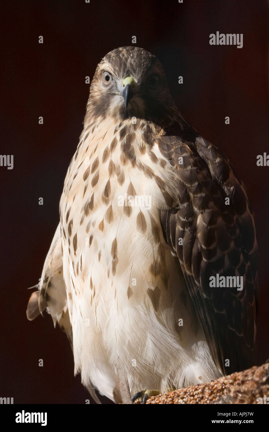 Red shouldered Hawk full view side lit Stock Photo - Alamy
