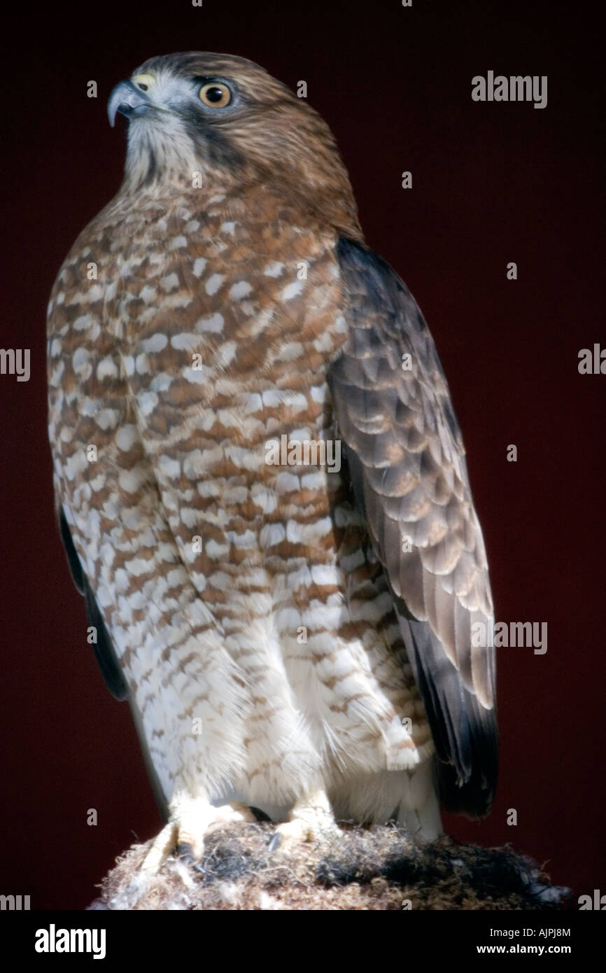 Rough legged hawk hi-res stock photography and images - Alamy