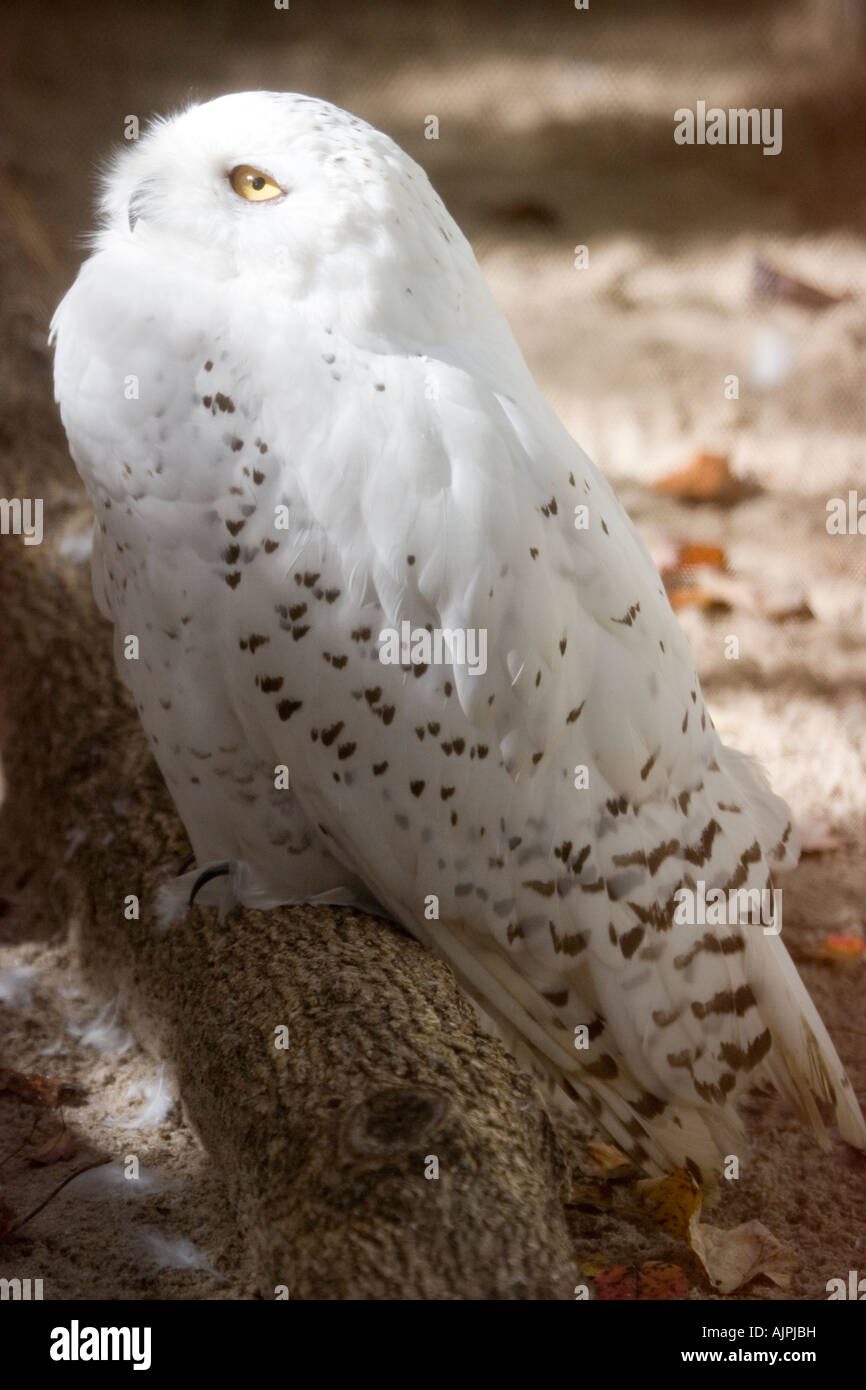 Snowy Owl in full profile Stock Photo - Alamy