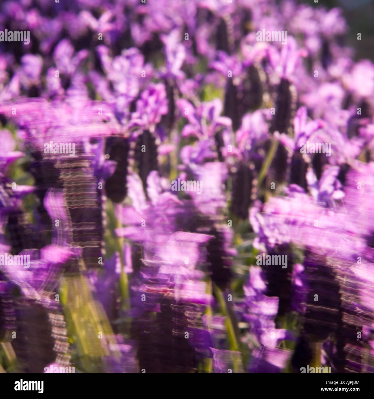 Windblown petals hi-res stock photography and images - Alamy