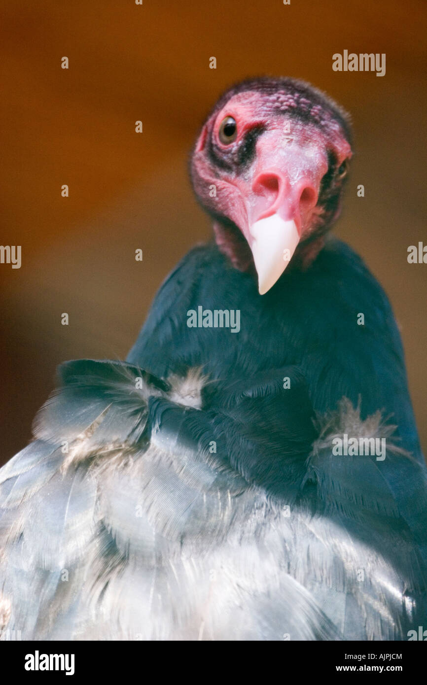 Vulture humor hi-res stock photography and images - Alamy