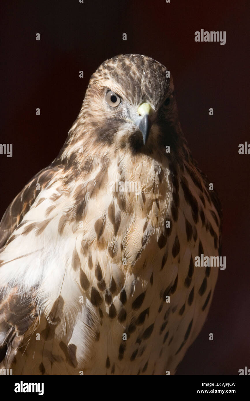 Red shouldered Hawk front view close up Stock Photo - Alamy