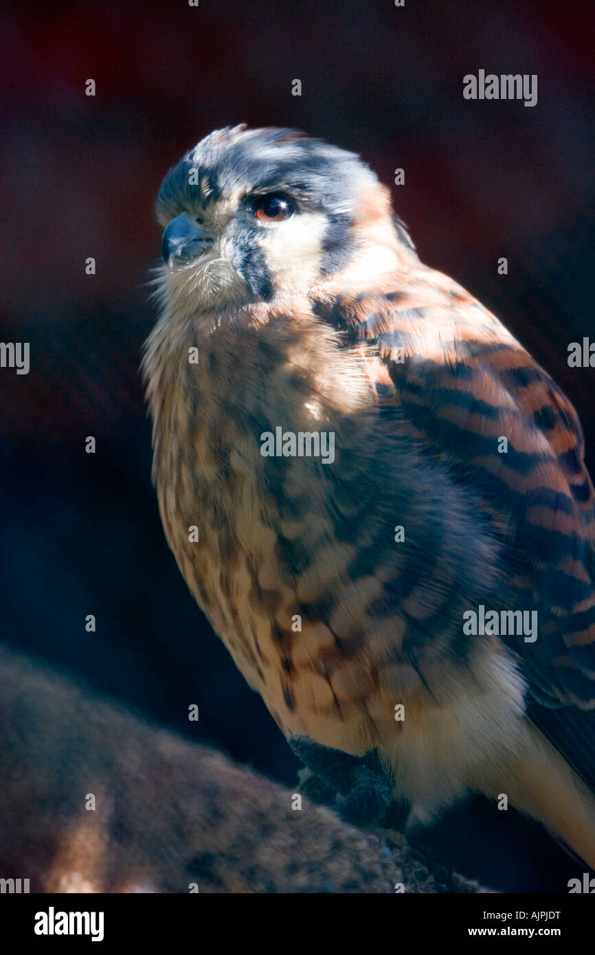 American Kestrel male Stock Photo - Alamy