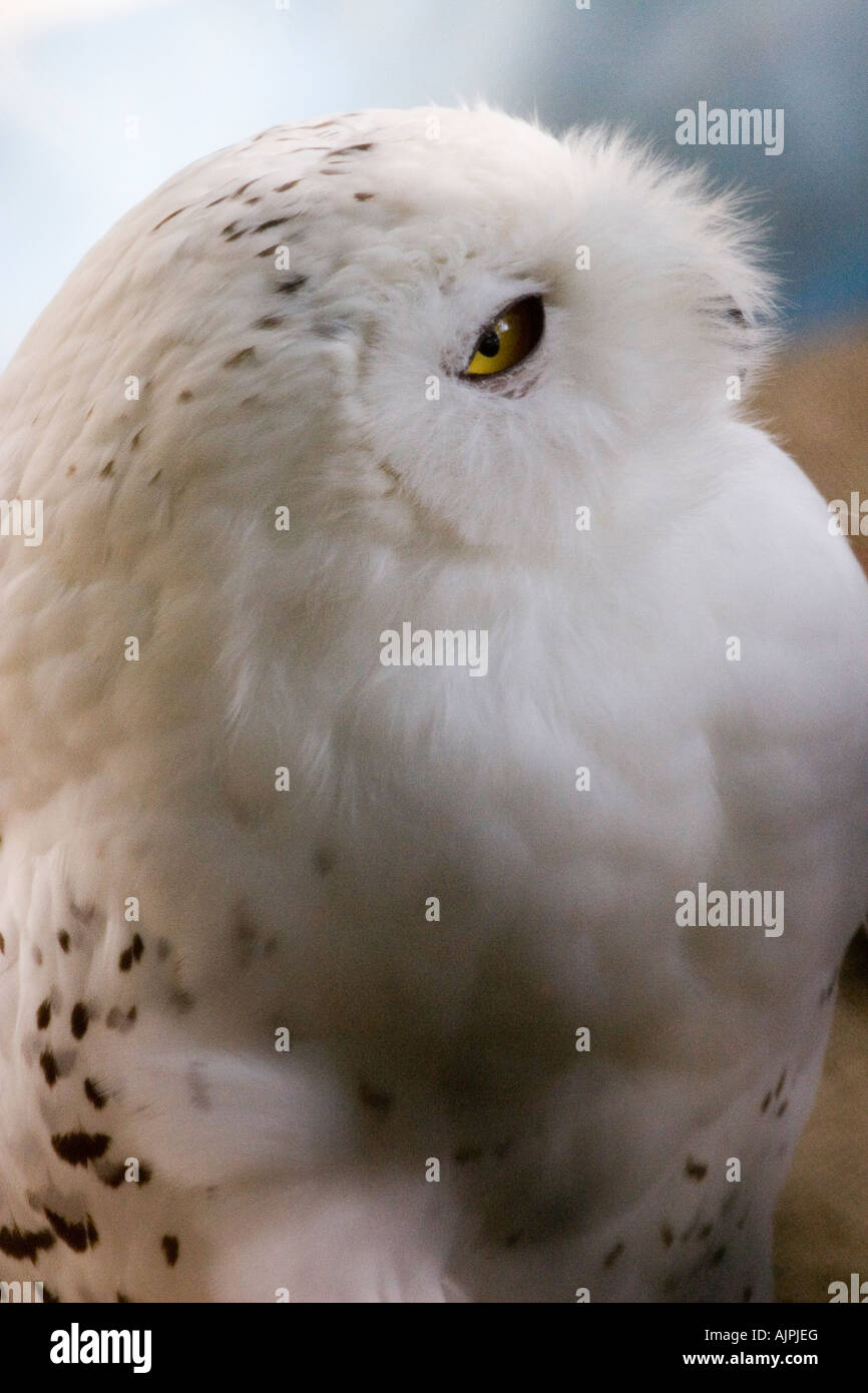 Snowy Owl close up profile Stock Photo - Alamy