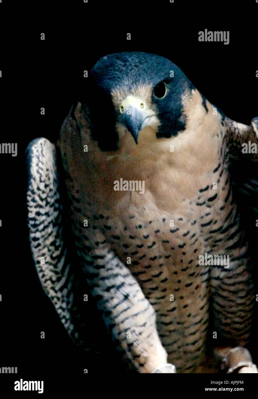 Peregrine Falcon from front Stock Photo - Alamy