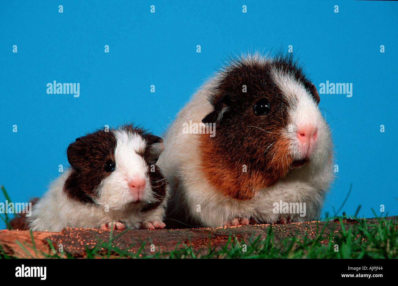 Rex Guinea Pig with young tricolor Stock Photo - Alamy