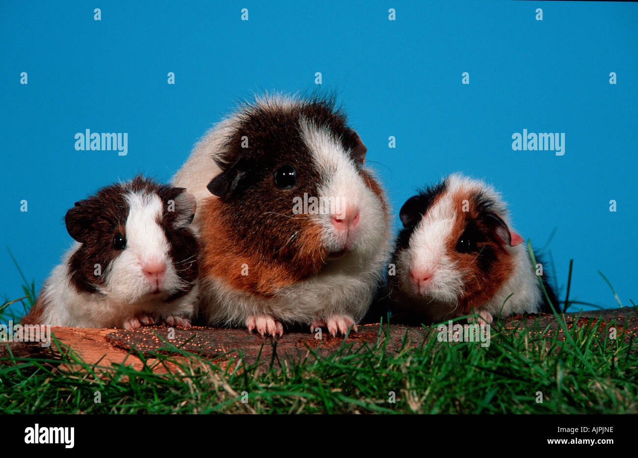 Rex Guinea Pig with youngs tricolor Stock Photo - Alamy
