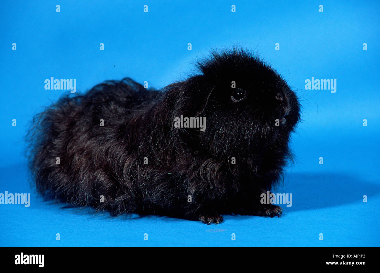 Black guinea pig hi-res stock photography and images - Alamy
