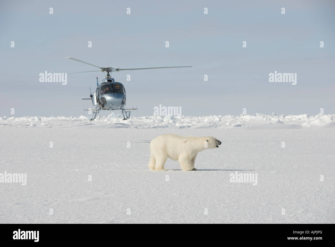 Wildlife immobilization hi-res stock photography and images - Alamy