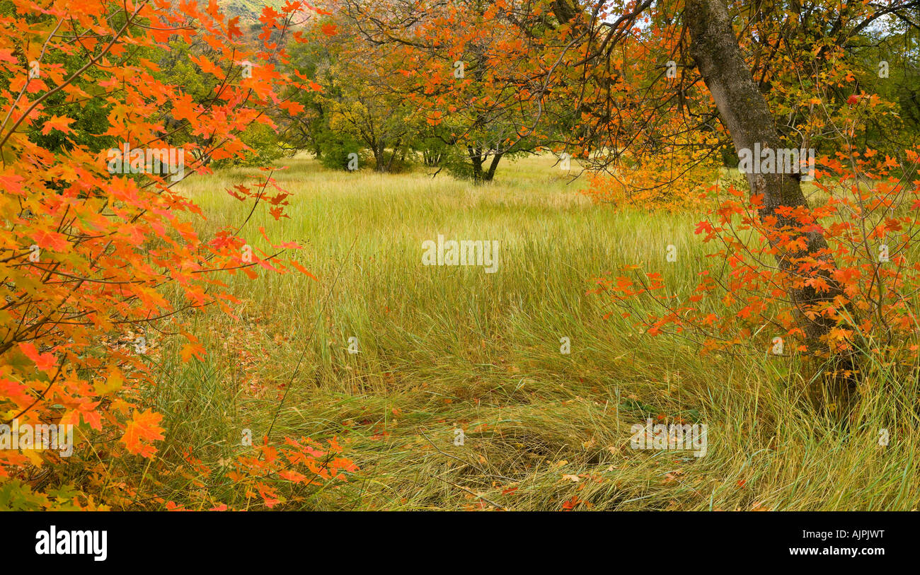 fall color foliage and dry grass field Stock Photo - Alamy