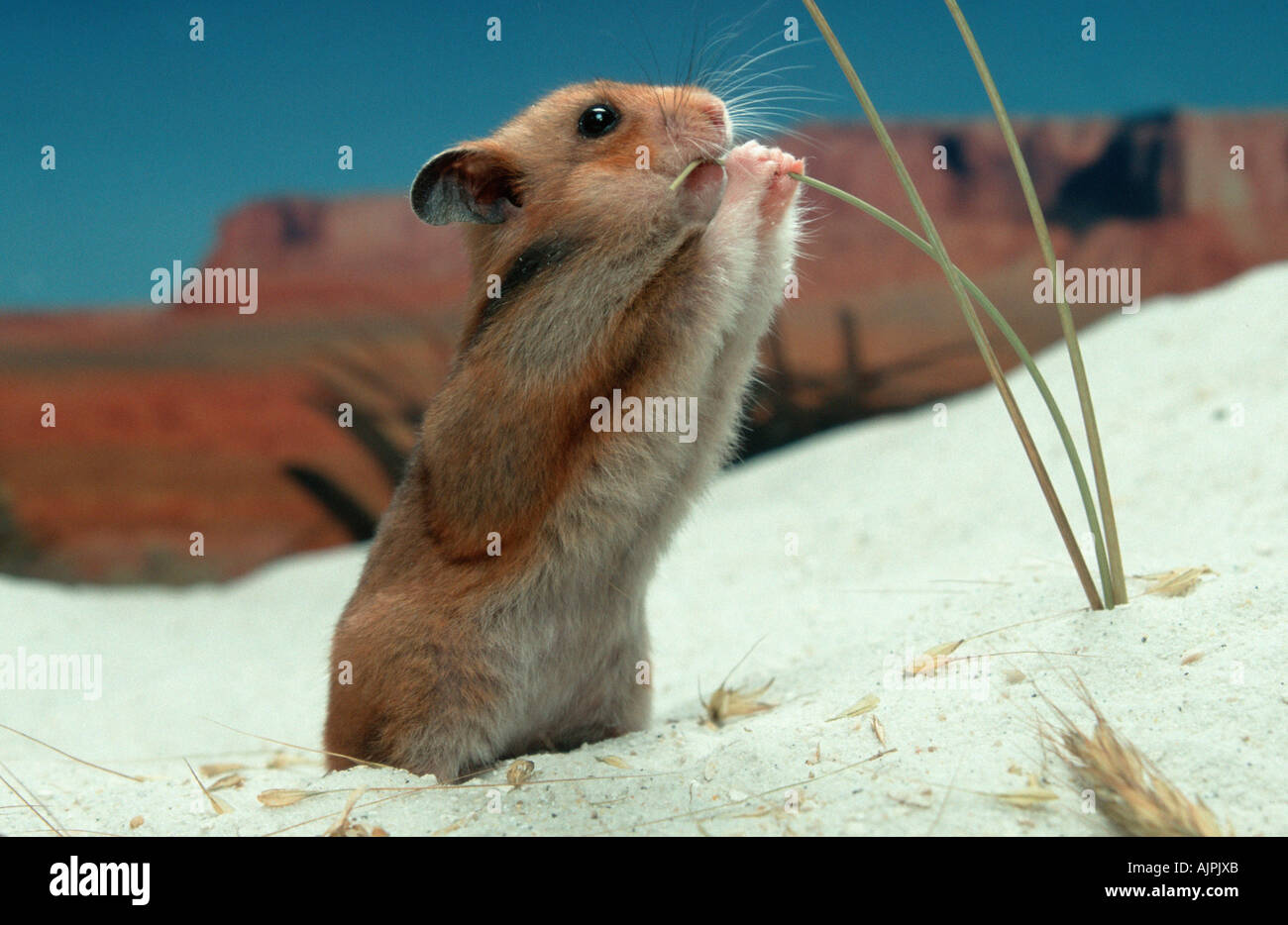 Golden Hamster Mesocricetus auratus Stock Photo - Alamy