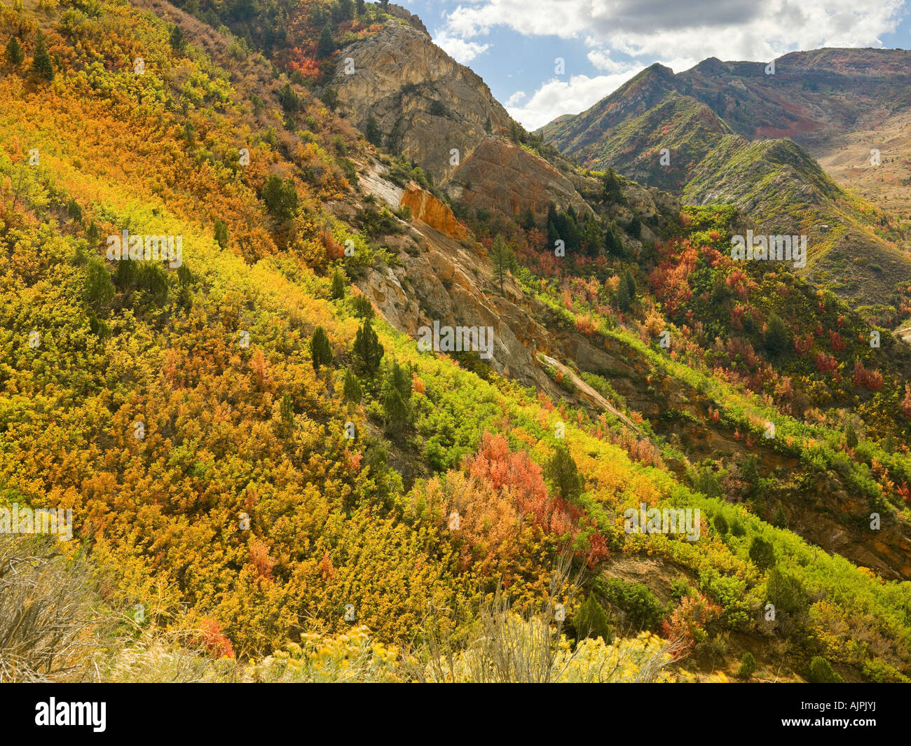 fall color foliage in a canyon Stock Photo - Alamy