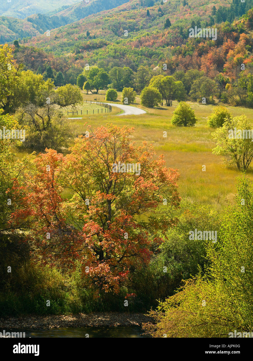 fall color foliage in a canyon Stock Photo - Alamy