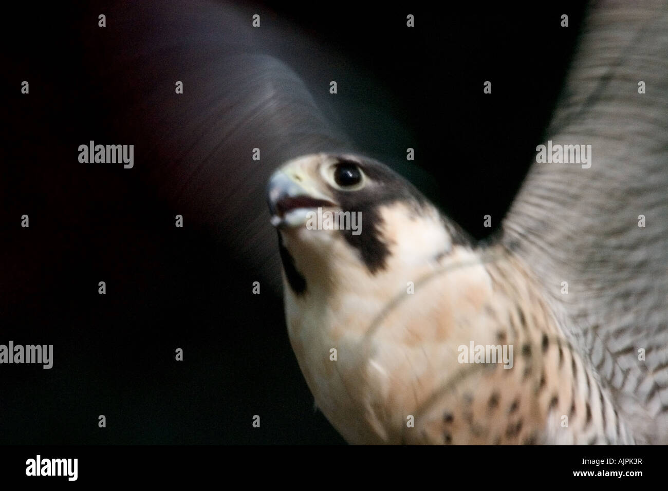 Peregrine Falcon with wings flapping Stock Photo - Alamy