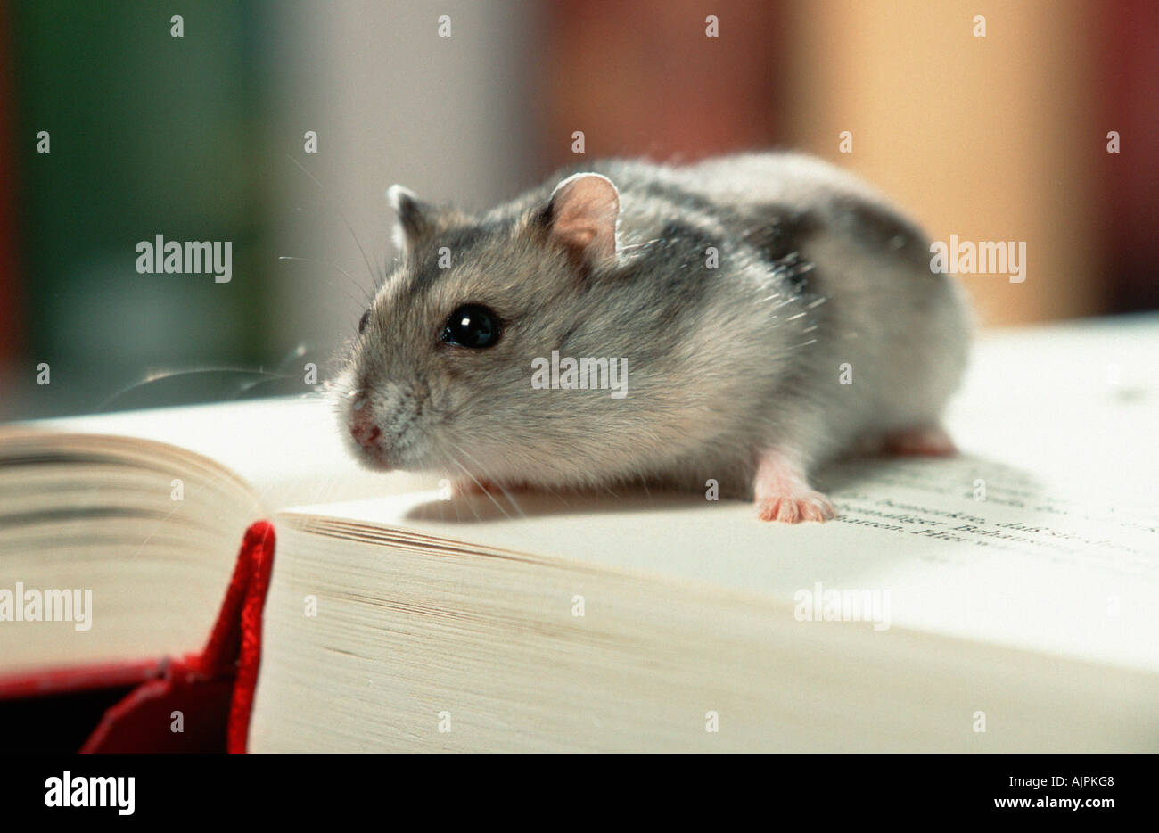 Dwarf Hamster on open book Phodopus sungorus Siberian Hamster Russian ...