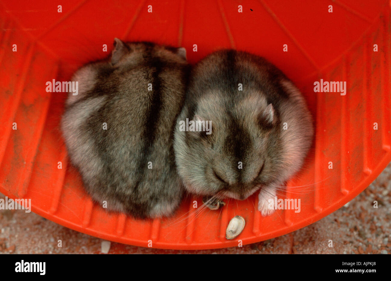 Sleeping hamster hi-res stock photography and images - Alamy