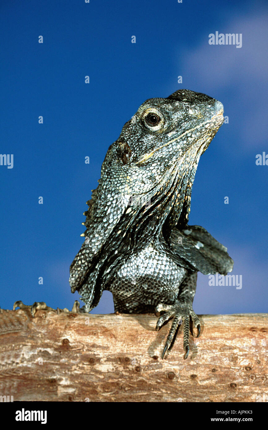 King s Lizard Chlamydosaurus kingii agamids Stock Photo - Alamy