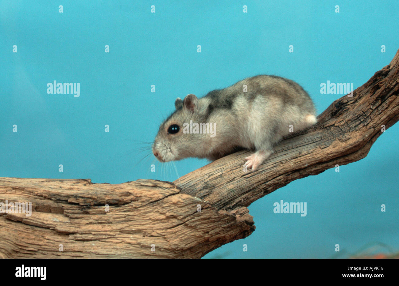 Dwarf Hamster Phodopus sungorus Siberian Hamster Russian Hamster Stock ...