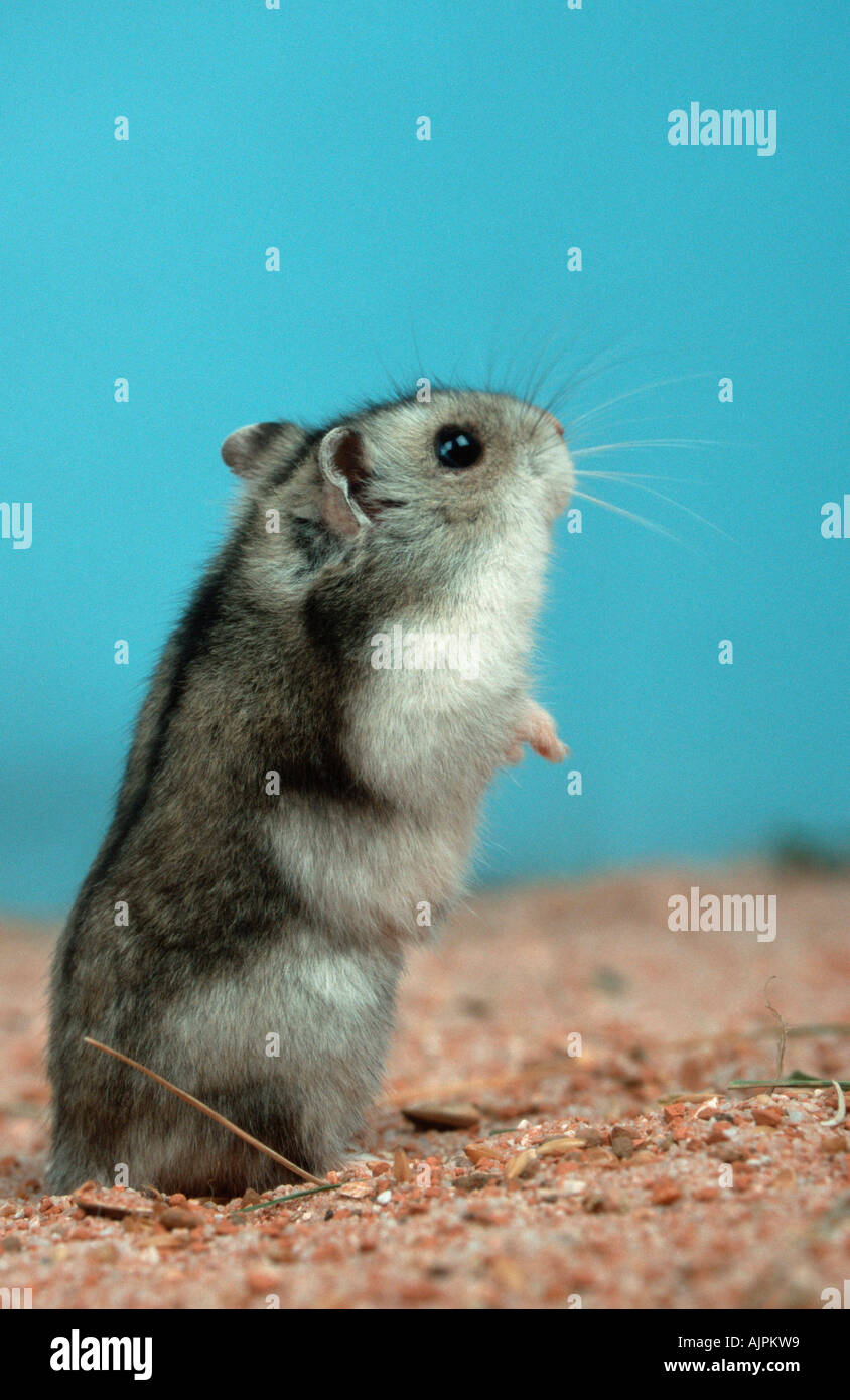 Dwarf Hamster Phodopus sungorus Siberian Hamster Russian Hamster Stock ...