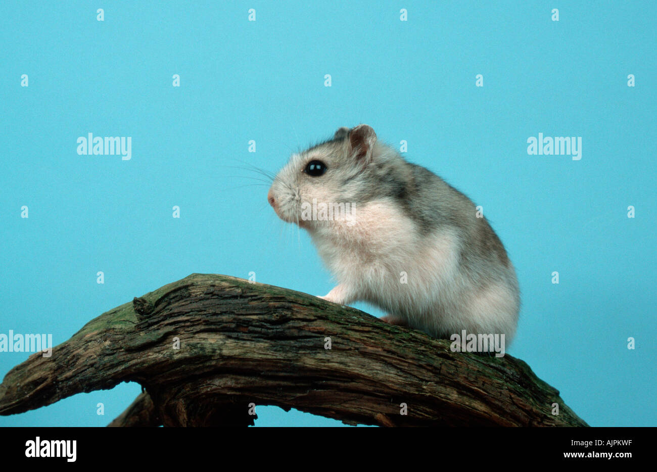 Dwarf Hamster Phodopus sungorus Siberian Hamster Russian Hamster Stock ...