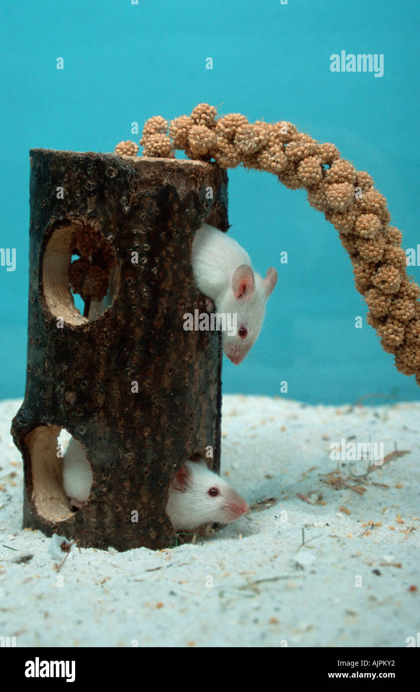 White mice hi-res stock photography and images - Alamy
