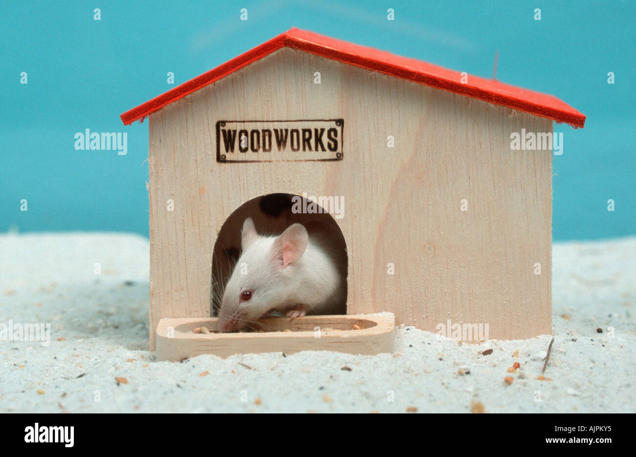 White Mouse Domestic Mouse Stock Photo - Alamy