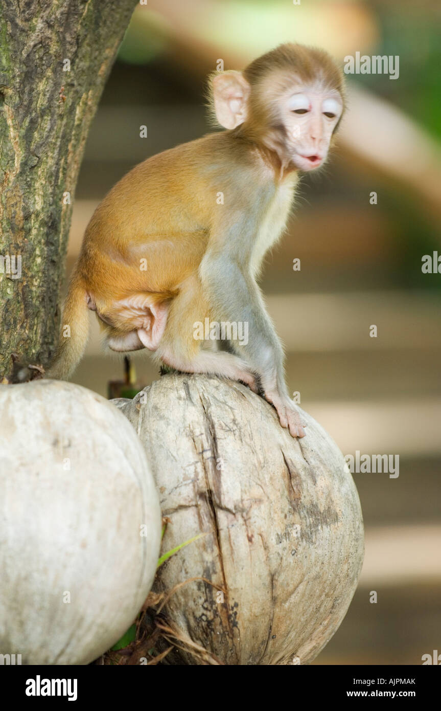 Monkey Island research park Hainan Province China Asia Stock Photo - Alamy