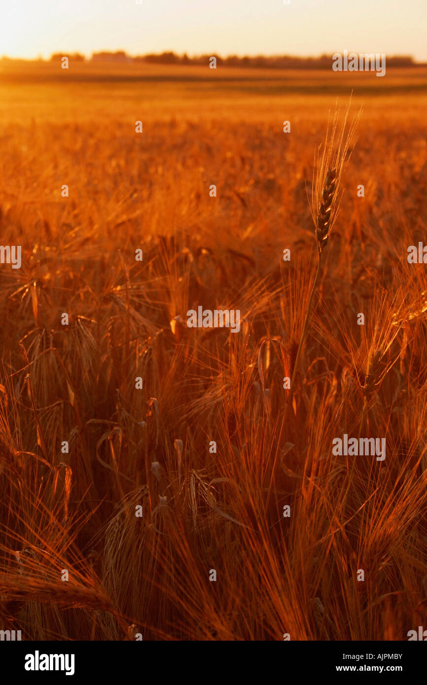 A sunset over a wheat field Stock Photo - Alamy