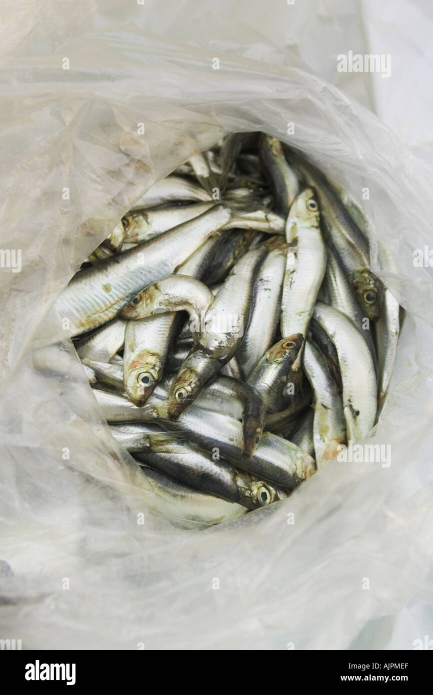 Sea animals eating plastic hi-res stock photography and images - Alamy