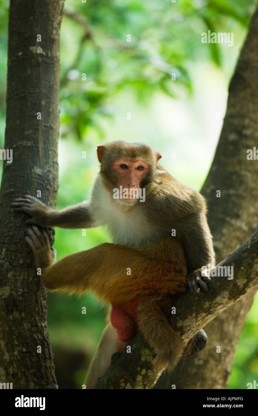 Monkey Island Research Park High Resolution Stock Photography and ...