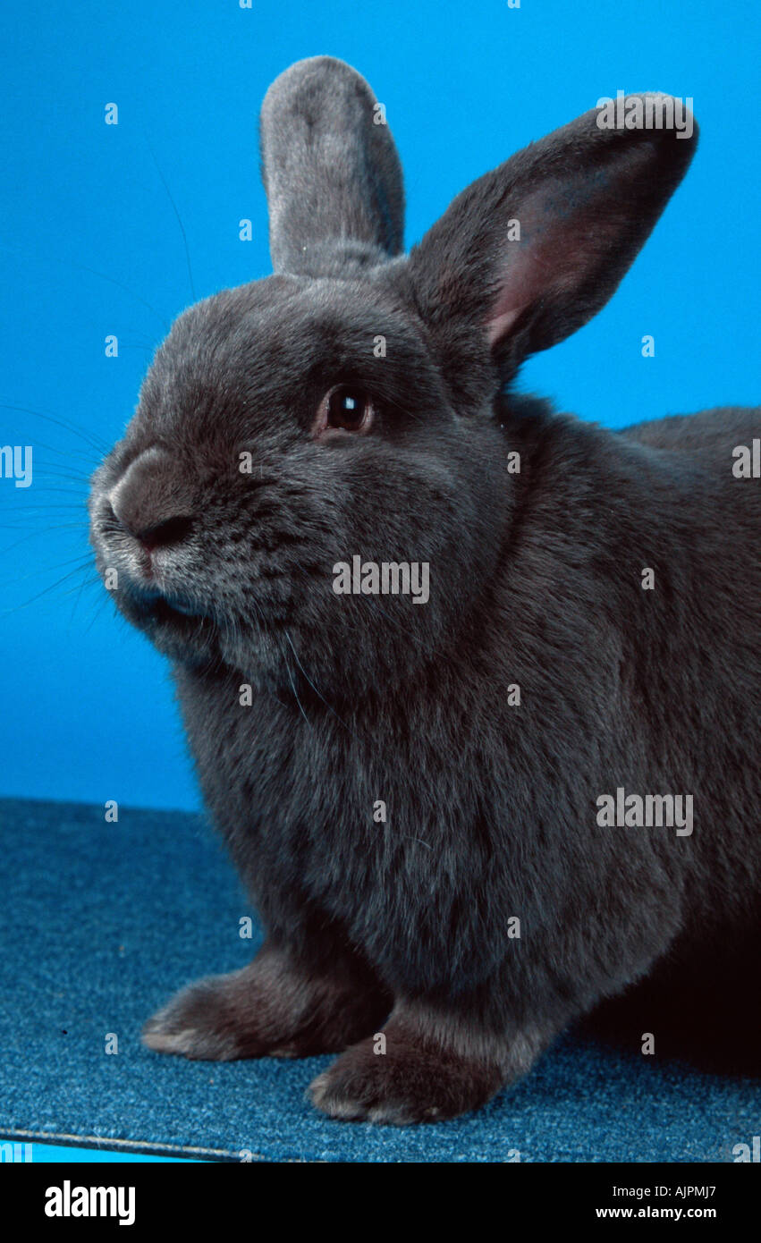 Domestic Rabbit Blue Viennese Stock Photo - Alamy