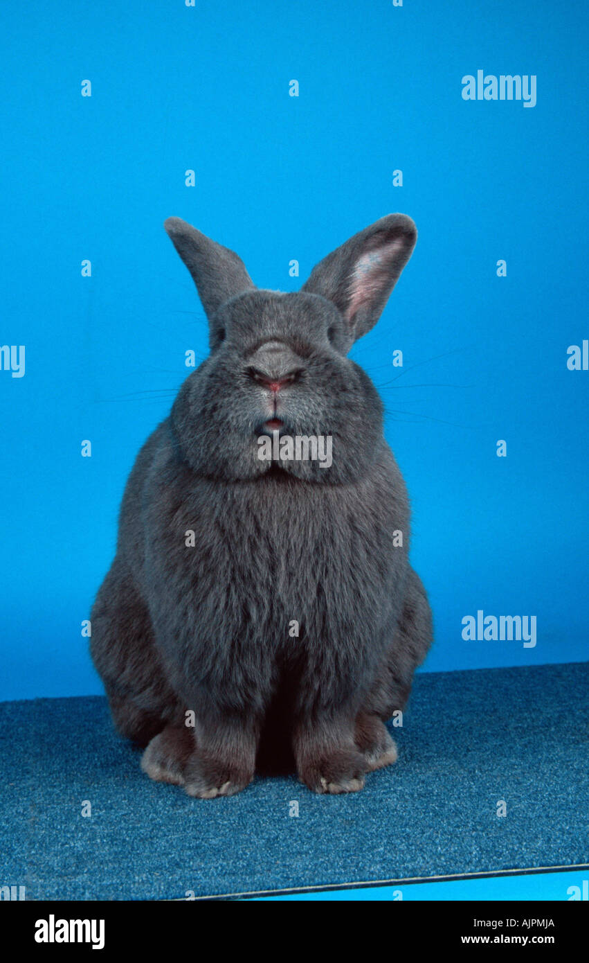 Flemish Blue Rabbit