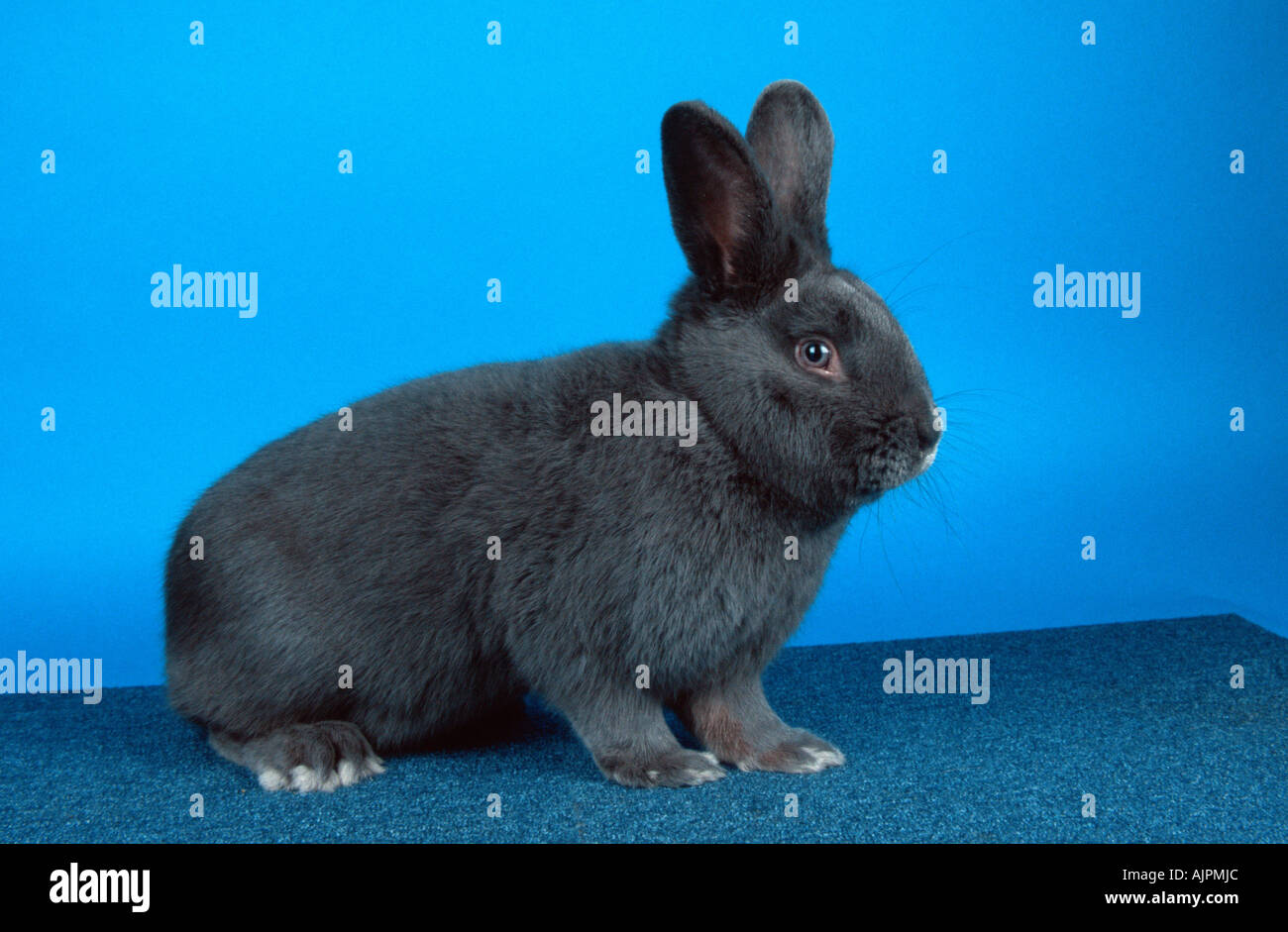 Domestic Rabbit Blue Viennese Stock Photo - Alamy